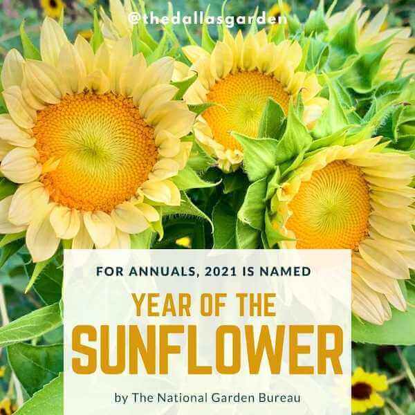 Year of the Sunflower: Summer 2021 contest - Kennebec Valley Community ...